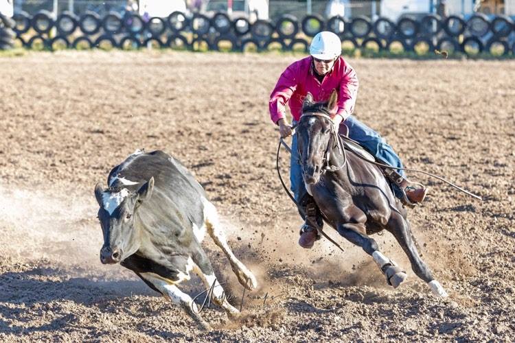 Campdrafting – Page 2 – Diamond Wool Pad Co Aus